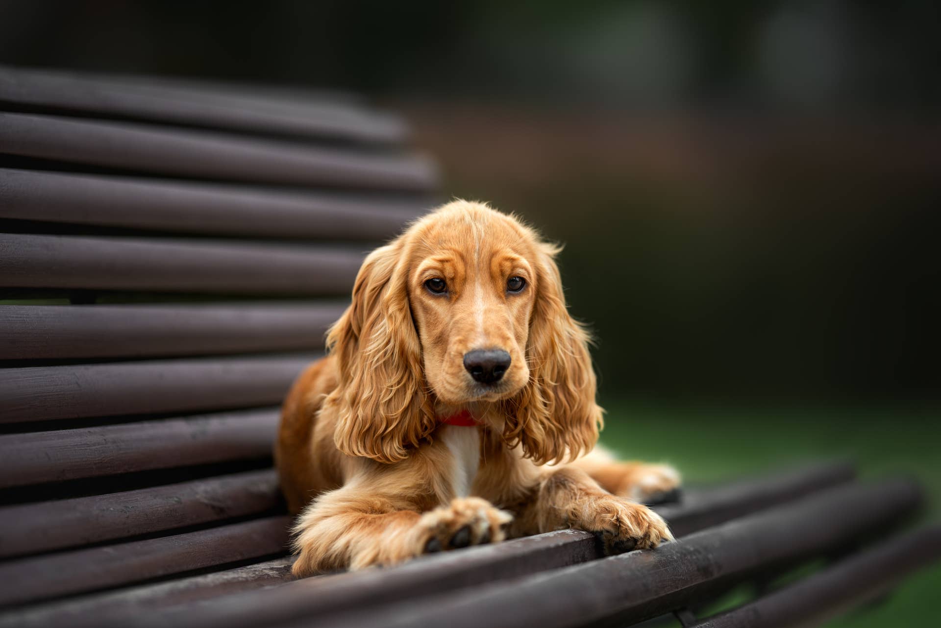 Prince William and Kate Middleton Officially Introduce New Cocker ...