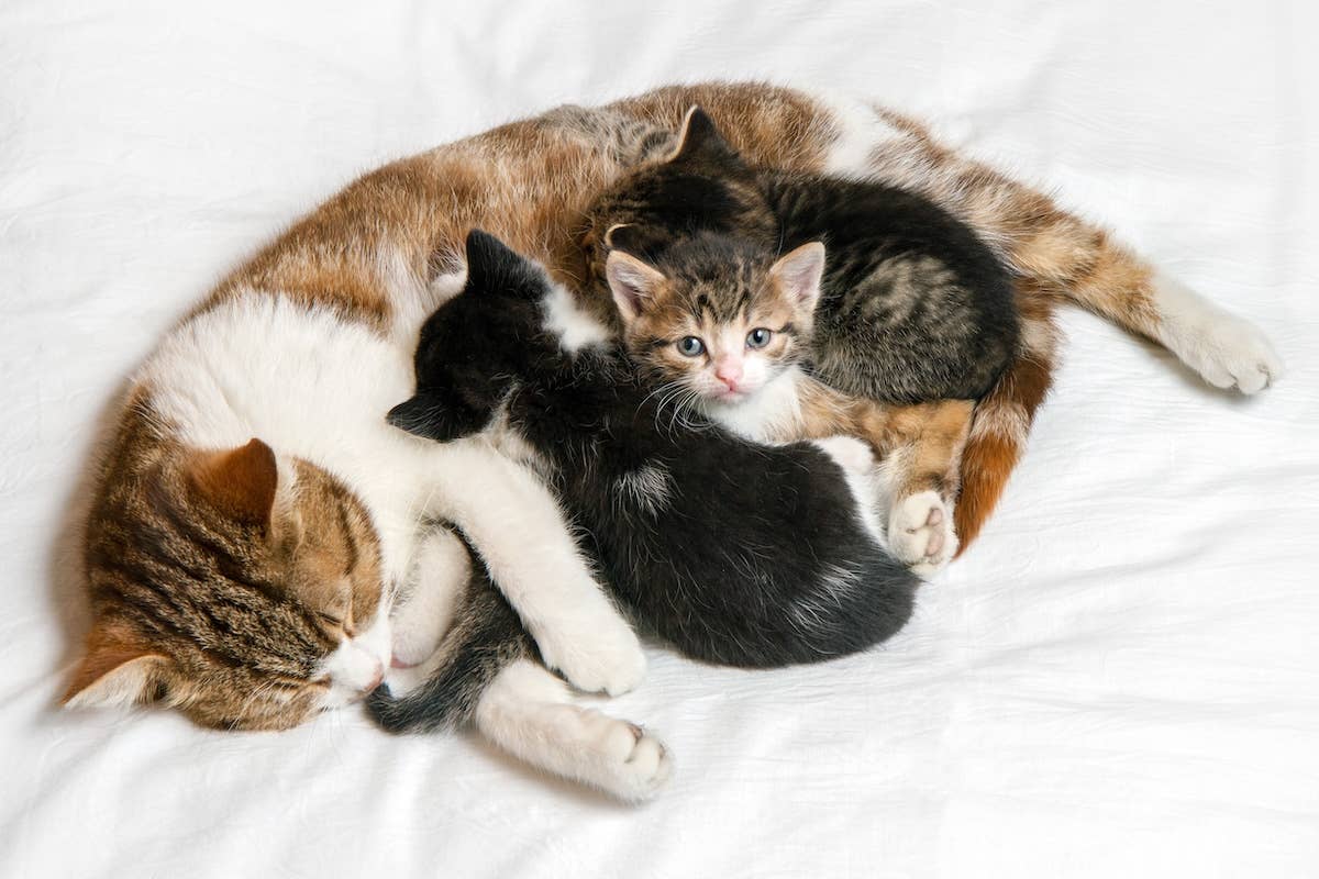 Feral Cat’s ‘Rainbow Kittens’ Are a Total Miracle - Parade Pets