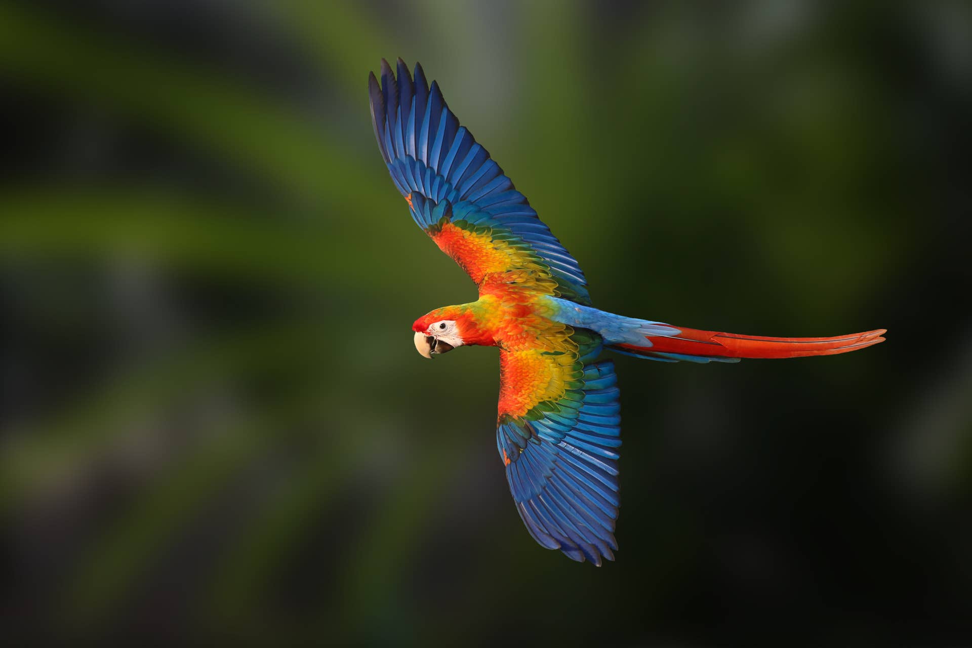 Immersive Video of Free-Flying Pet Parrot Is Breathtaking - Parade Pets