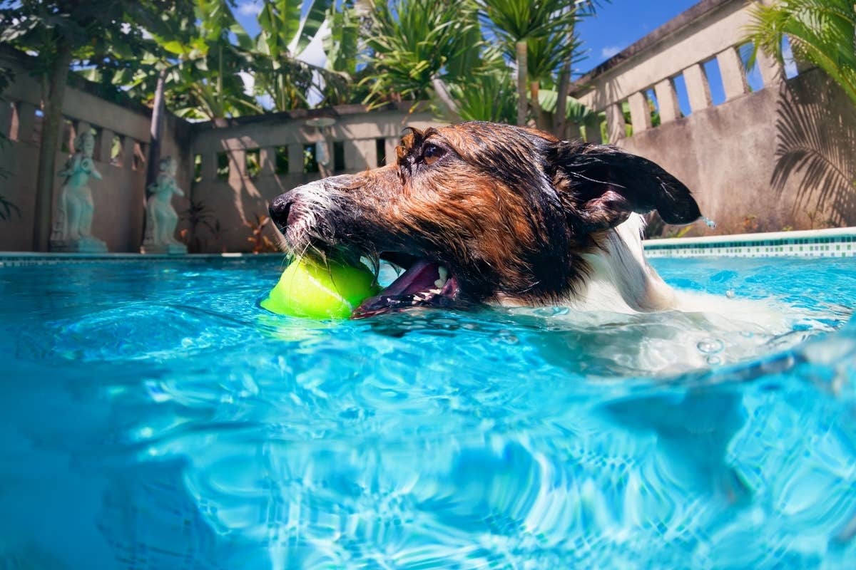 Adorable Jack Russell Terrier’s Spa Soak Is a True Relaxation Moment ...