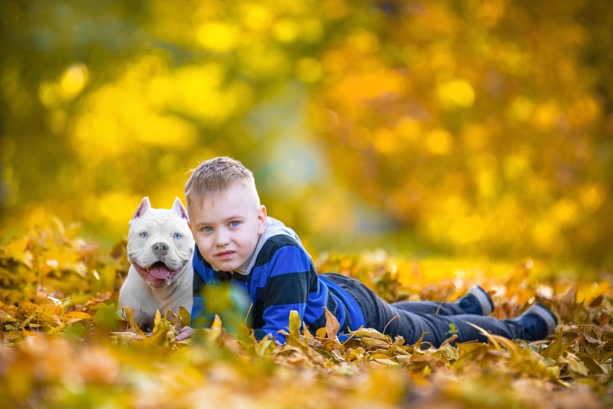 Precious American Bully Comforts Grieving Human Brother Like an Actual ...
