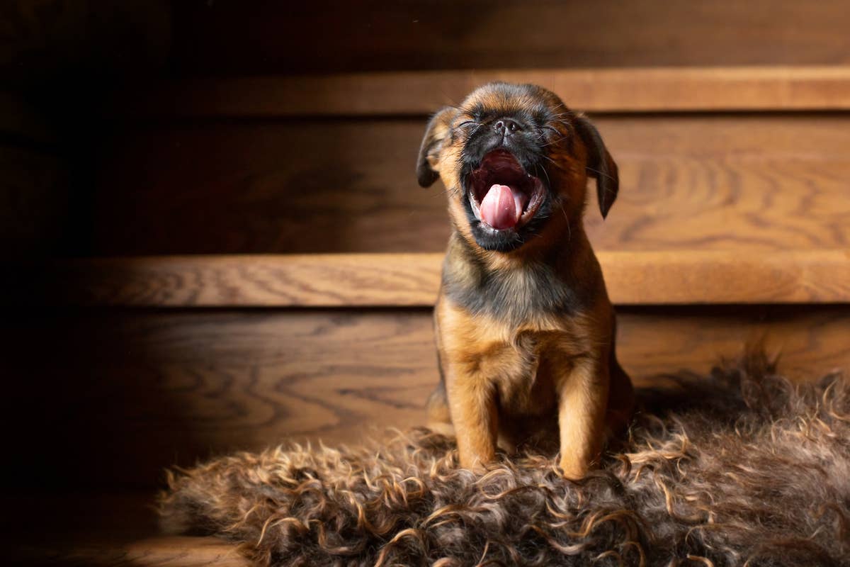 Brussels Griffon and Tiny Tortoise Hatchling Are the Cutest New Couple ...
