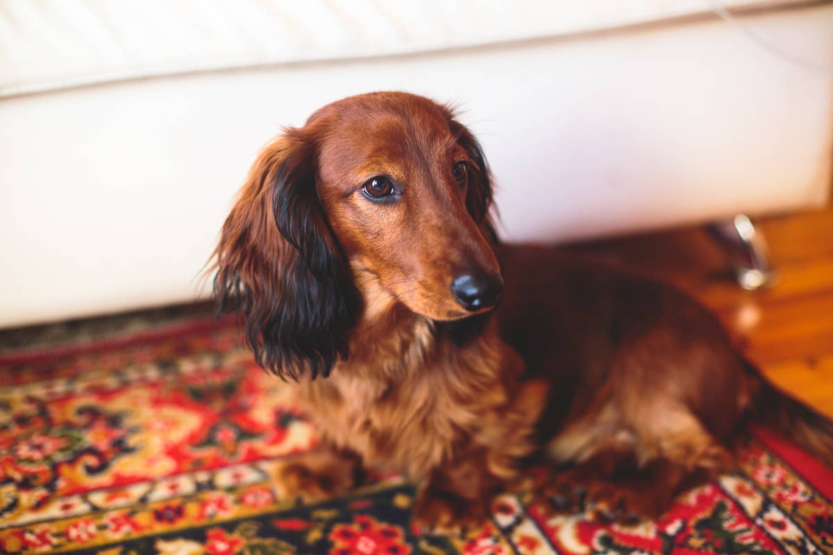 Lady the Dachshund and Her Mom Celebrate Her Gotcha Day Anniversary and ...
