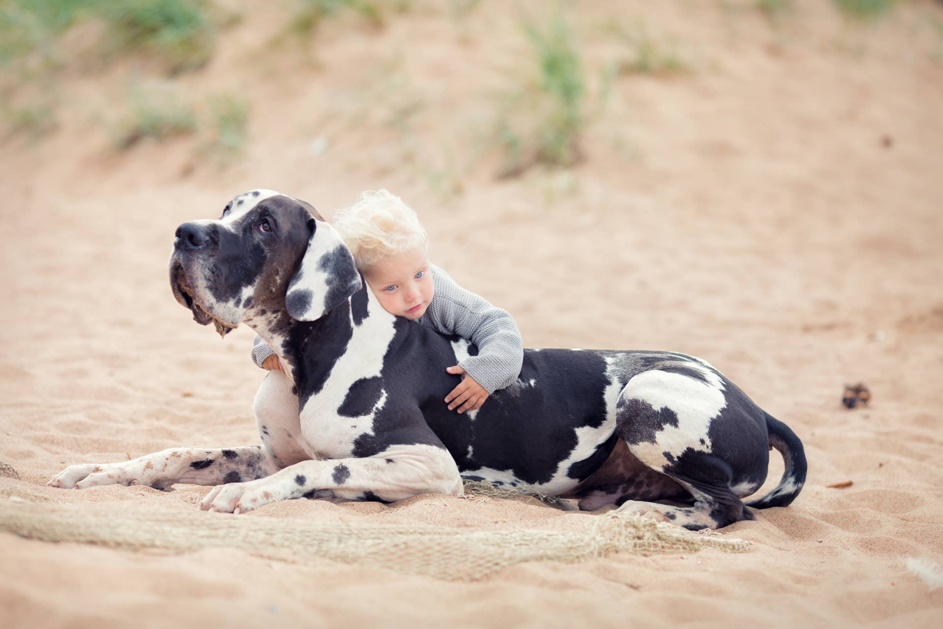 Great Dane Gets One Last Tearful, Happy Birthday Before Crossing ...