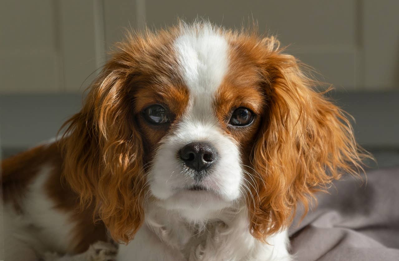 7 Dog Breeds With the Cutest Faces, According to Vets - Parade Pets