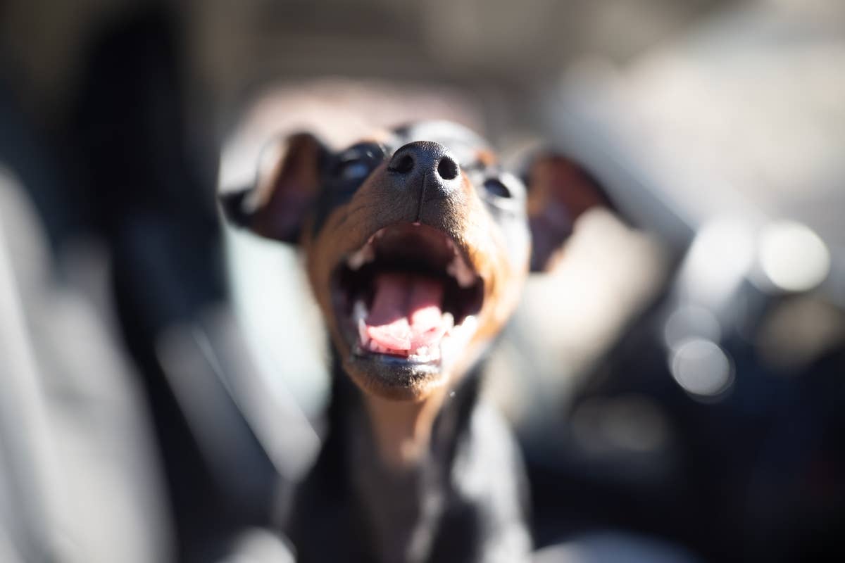 Itty-Bitty Pinscher in Hilarious Granny Getup Is Mom's Little ...