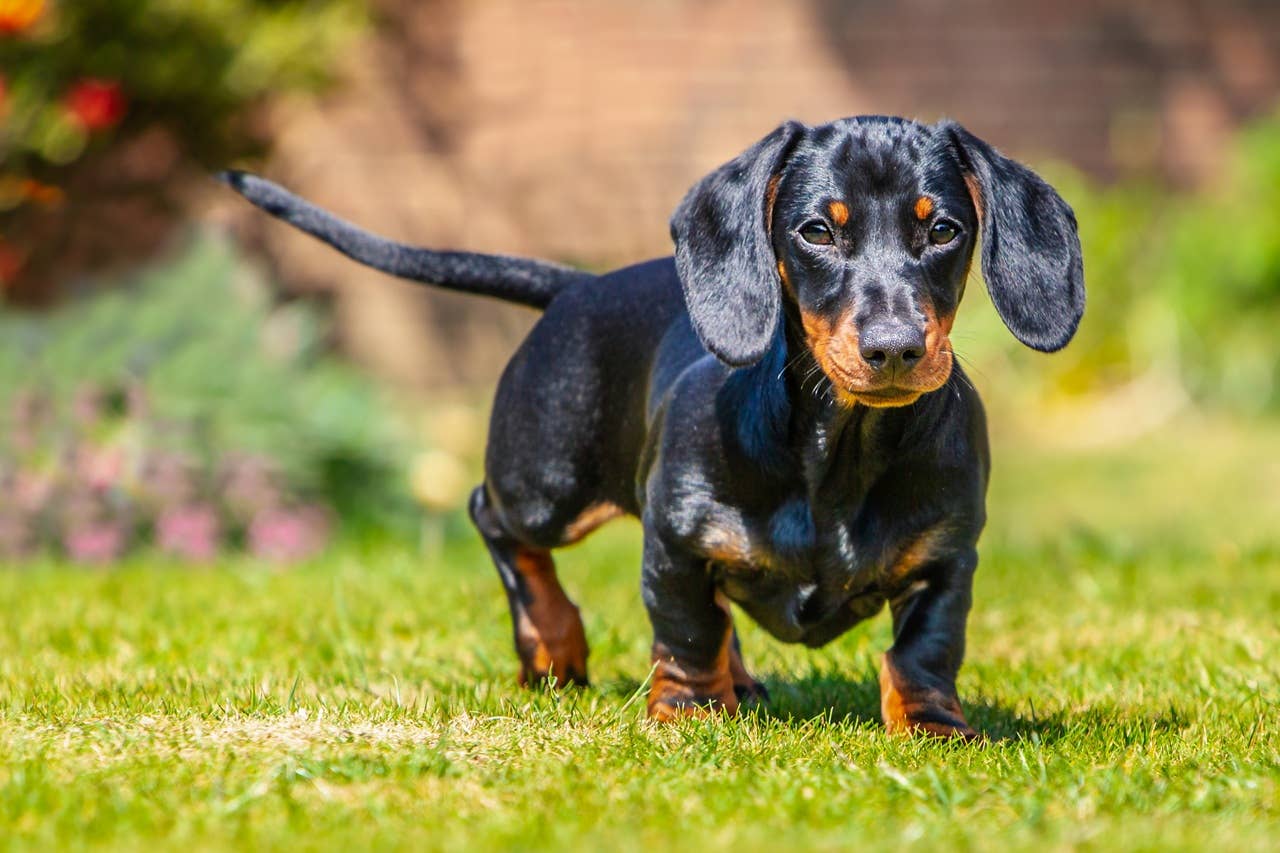 7 Dog Breeds With the Cutest Faces, According to Vets - Parade Pets