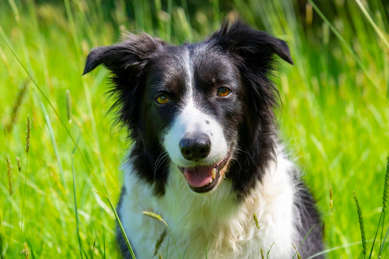 7 Dog Breeds With the Cutest Faces, According to Vets - Parade Pets