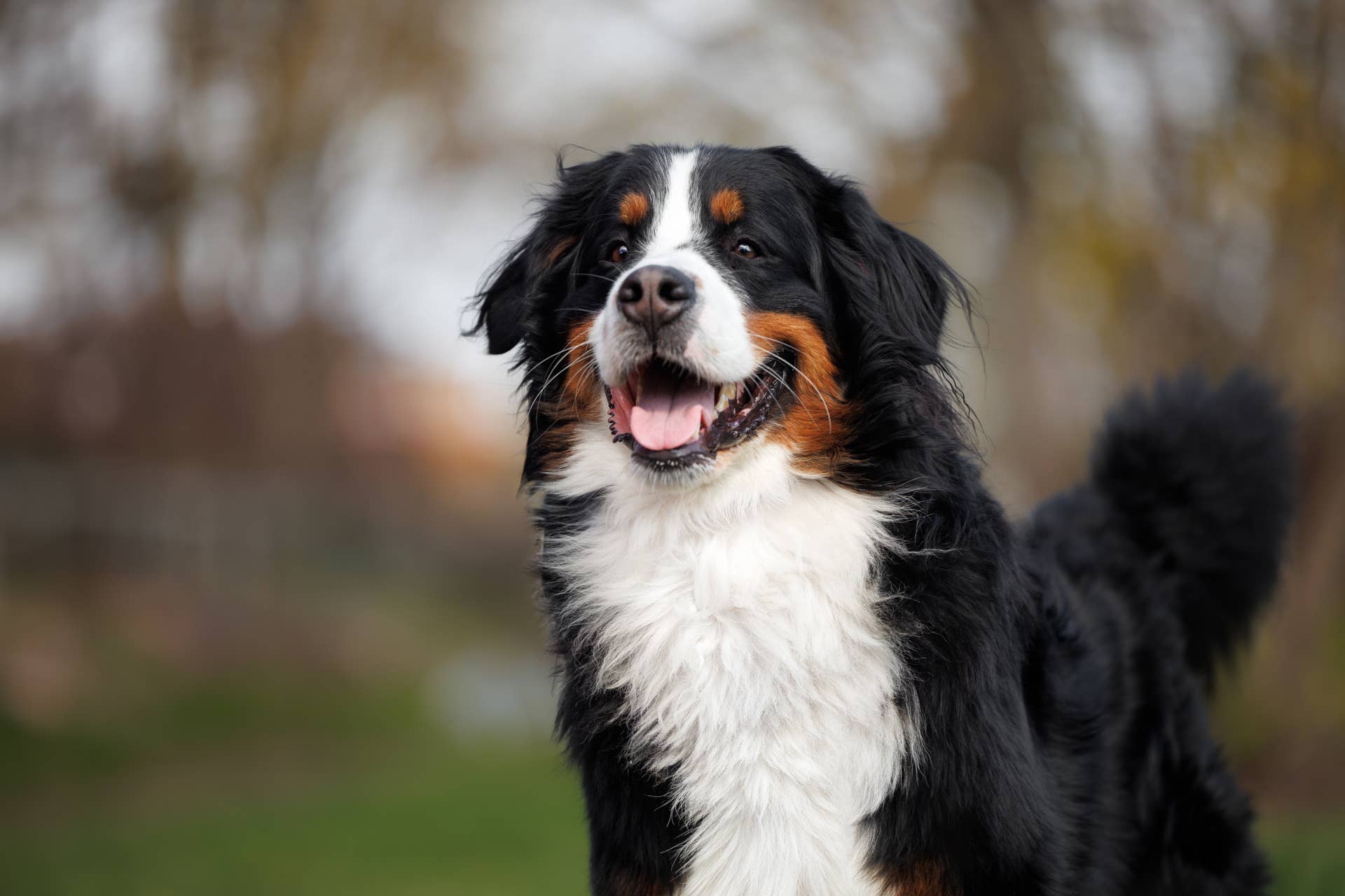 Big Bernese Mountain Dog Is Inexplicably Afraid of Granny, and It's ...