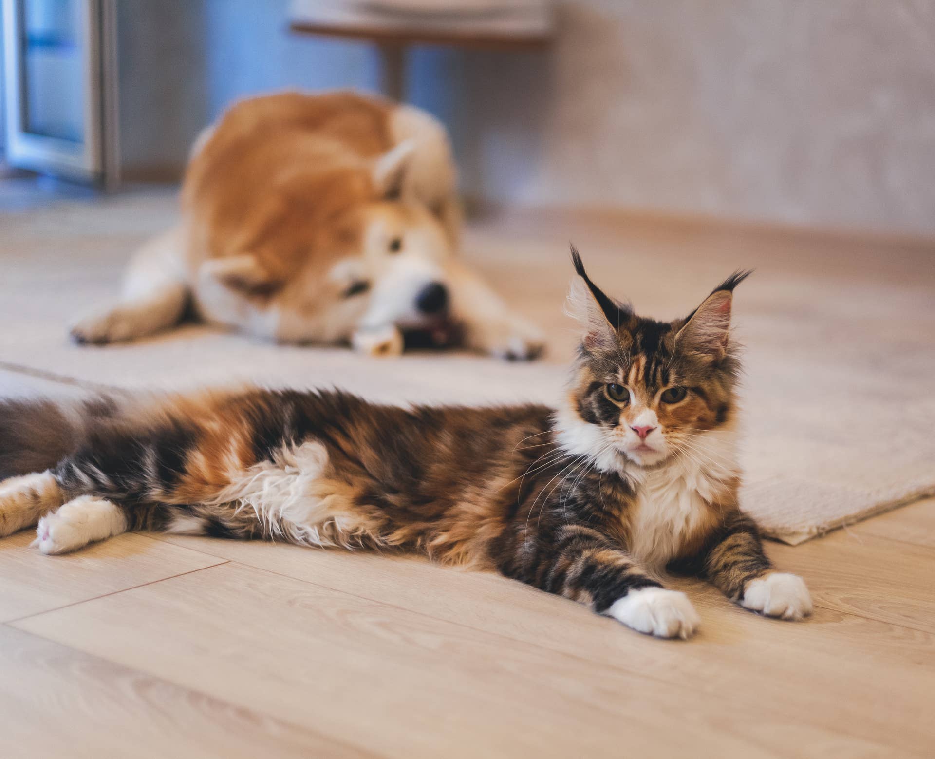 Energetic Pup Wows With Unexpected Moves in Intense Cat Fight - Parade Pets