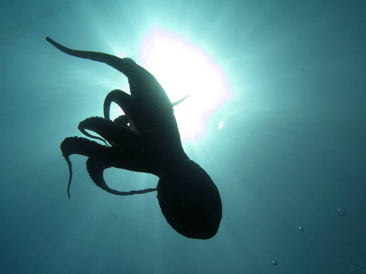 Rarely Seen Dumbo Octopus Captured on Camera and It Will Stun You ...