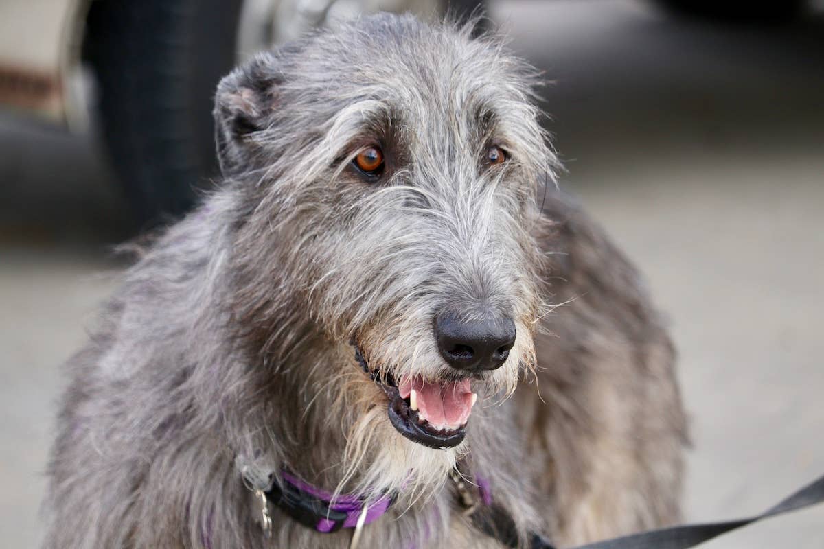 Irish Wolfhound Is Almost as Tall as His Human Dad and It’s Jaw ...