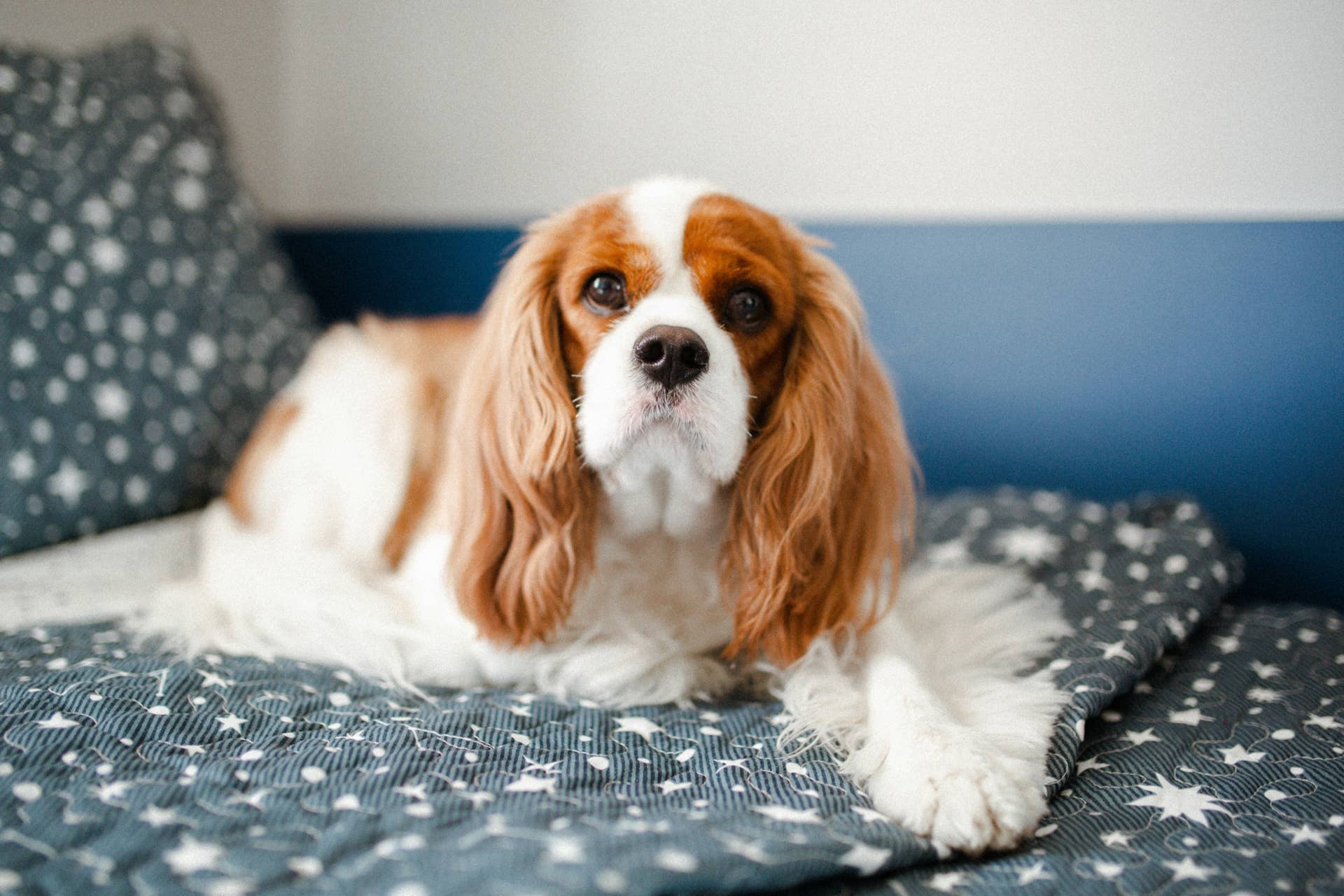 Dog Breed Ranked No. 1 'Best for Retirees' Is the Perfect Lap Dog ...
