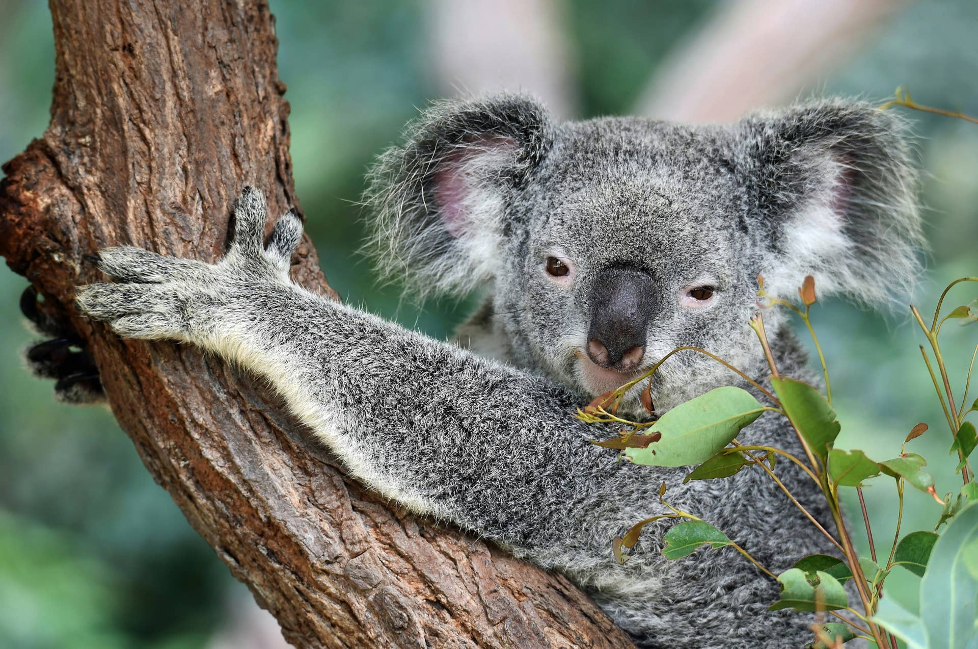 Koala Is 'A Precious Baby in Perfect Peace' Snoozing in a Tree - Parade ...