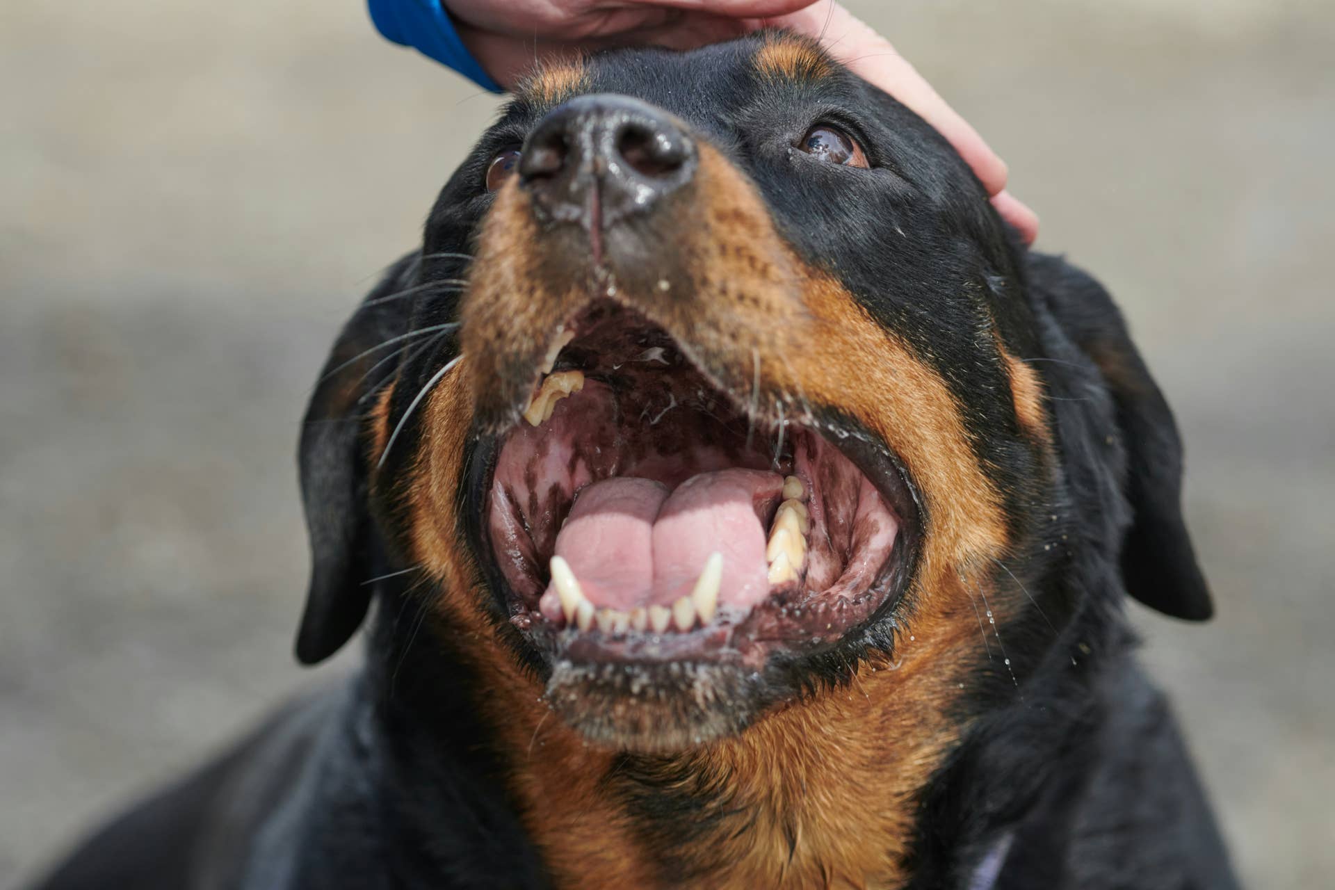 Rottweiler - Parade Pets