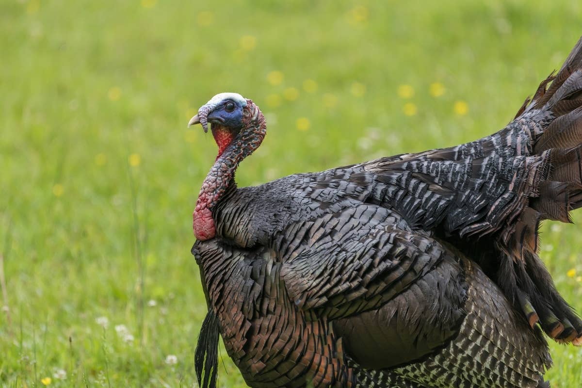 Wild Turkey Relaxing in Busy Intersection at Rush Hour Is Next-Level ...