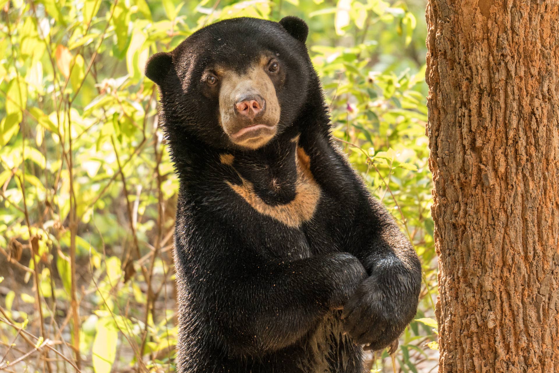 Rescued Bear Who 'Finally Feels Safe Enough to Rest' Is a Thing of Pure ...