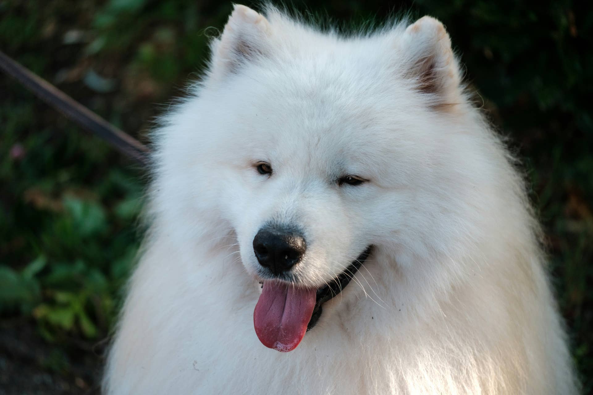 Samoyed - Parade Pets