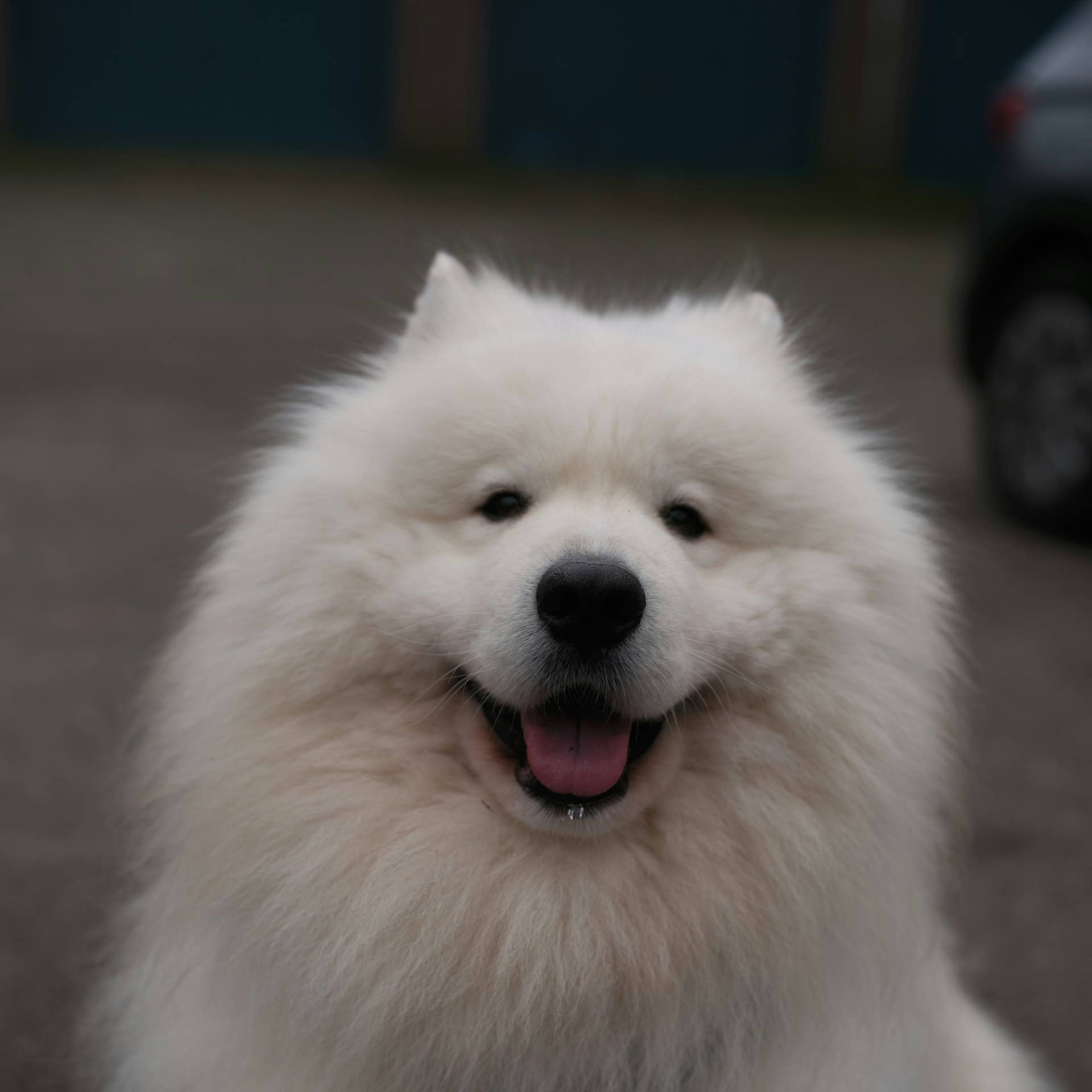 Samoyed Meets 'Land Cloud' Puppy Sister for the First Time and It's ...
