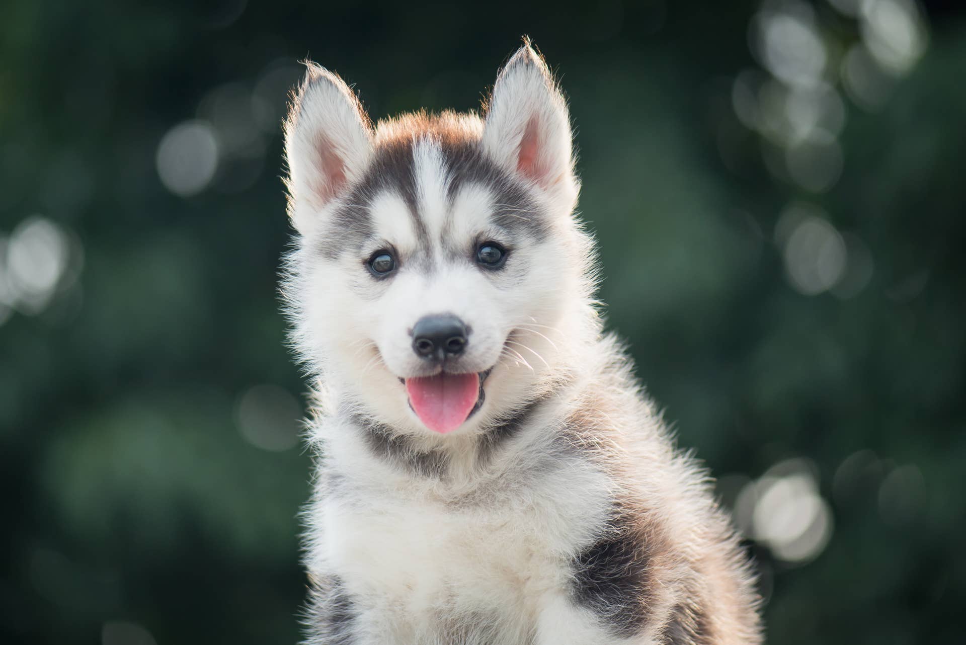 Husky Goes Viral After Showing Up at Doggy Day Care Without Her Humans ...