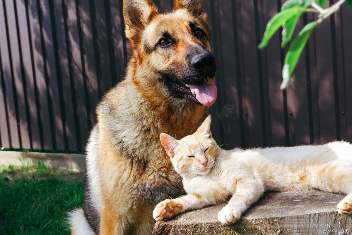 Orange Cat Slowly Falling for Rescue German Shepherd Is a Love Story ...