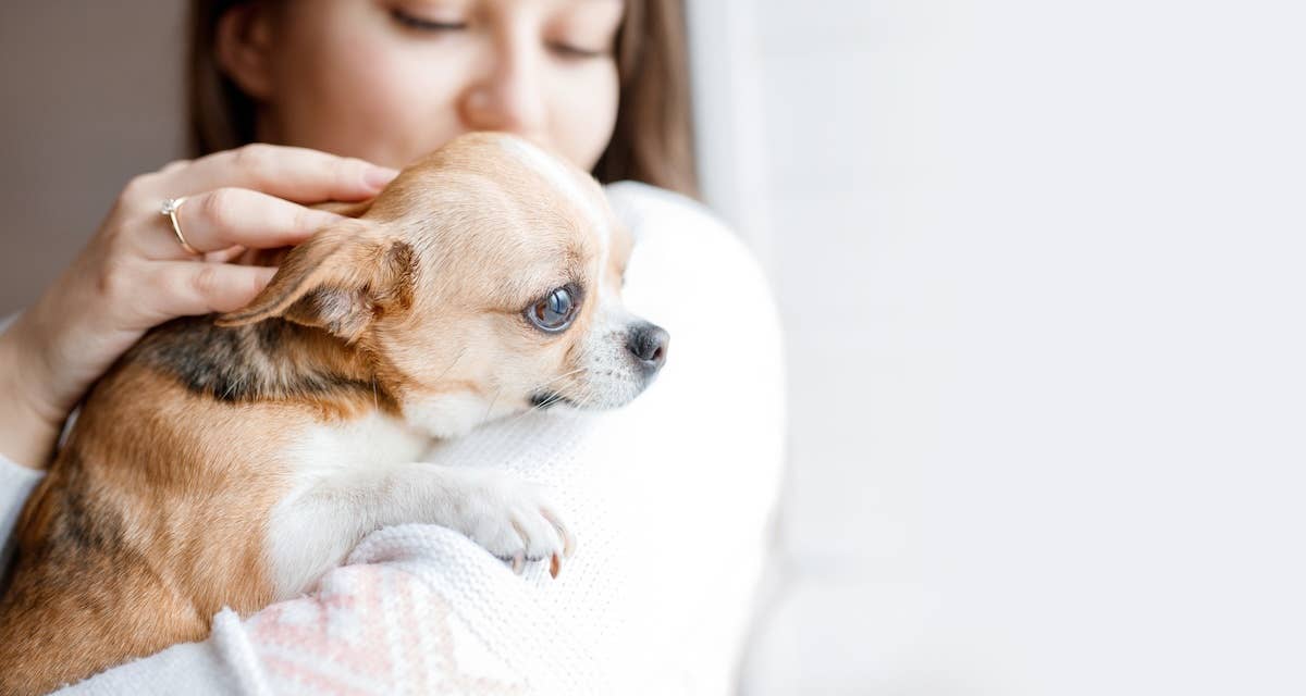 Maltipoo Hears 'You Don’t Love Me' and Immediately Goes Into Hug Mode ...