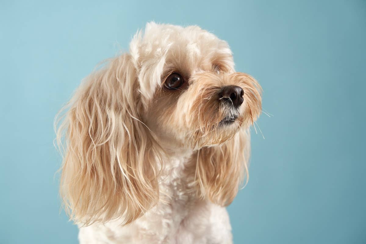 Maltipoo Hears 'You Don’t Love Me' and Immediately Goes Into Hug Mode ...