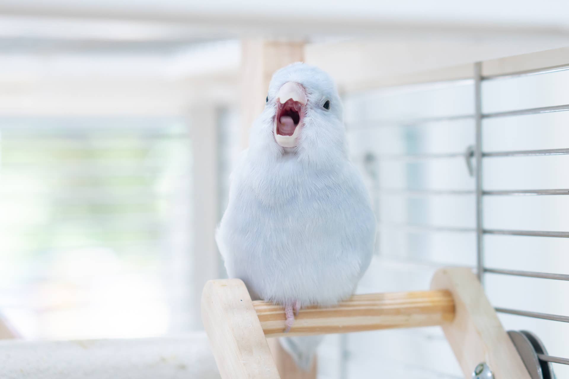 Tiny Pacific Parrotlet Cheers Mom on During Chores Like the Best Little ...