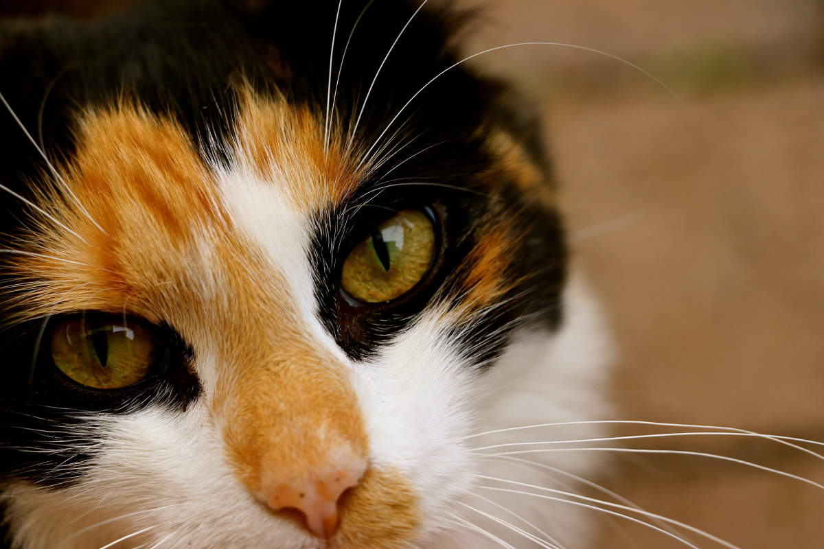 Rescue Calico Cat Goes From Unable To Walk To Living Her Happiest Life ...