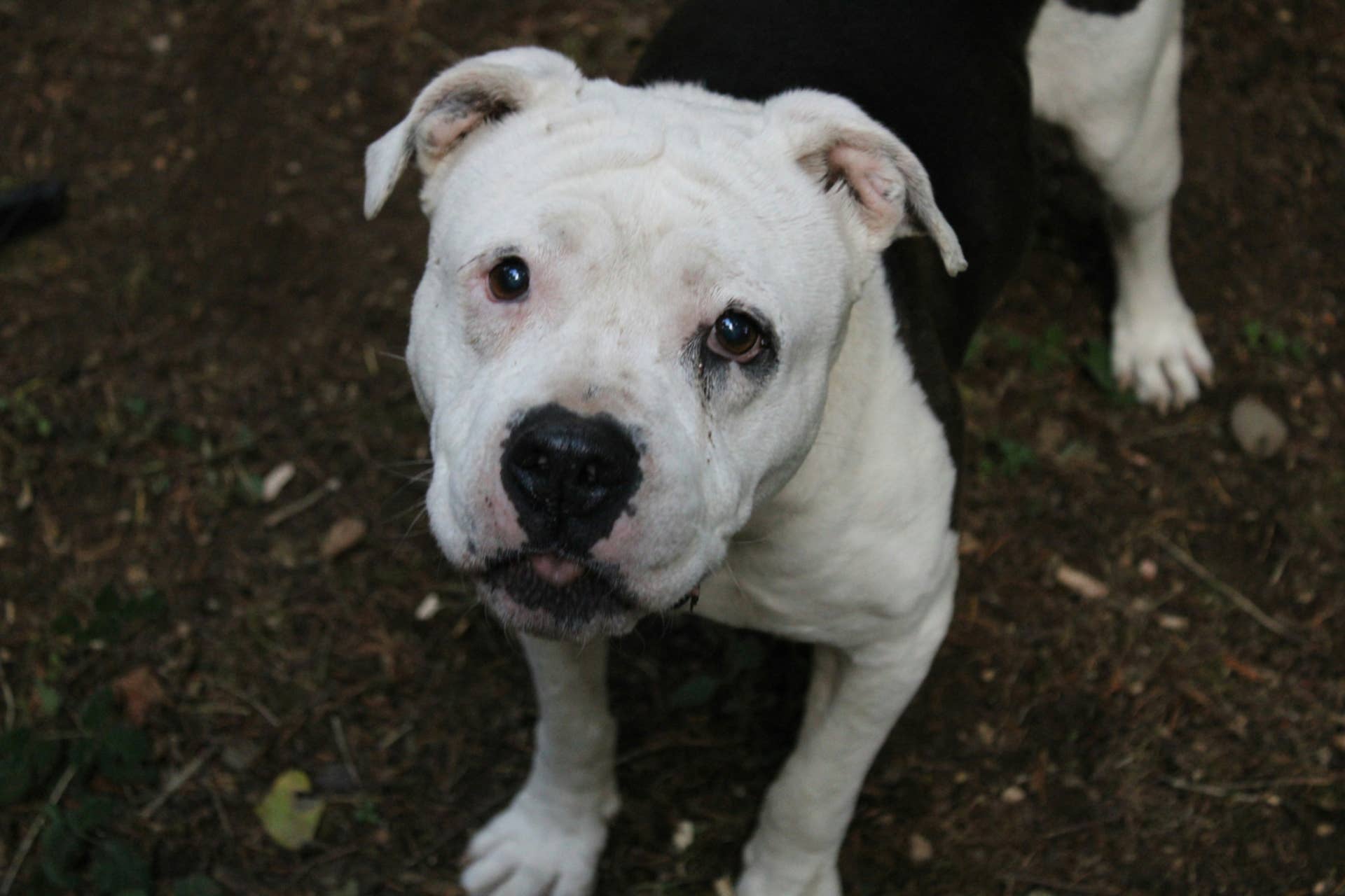 Rescue Pit Bull Who Was Too Afraid to Bark Is Now Singing Nonstop and ...