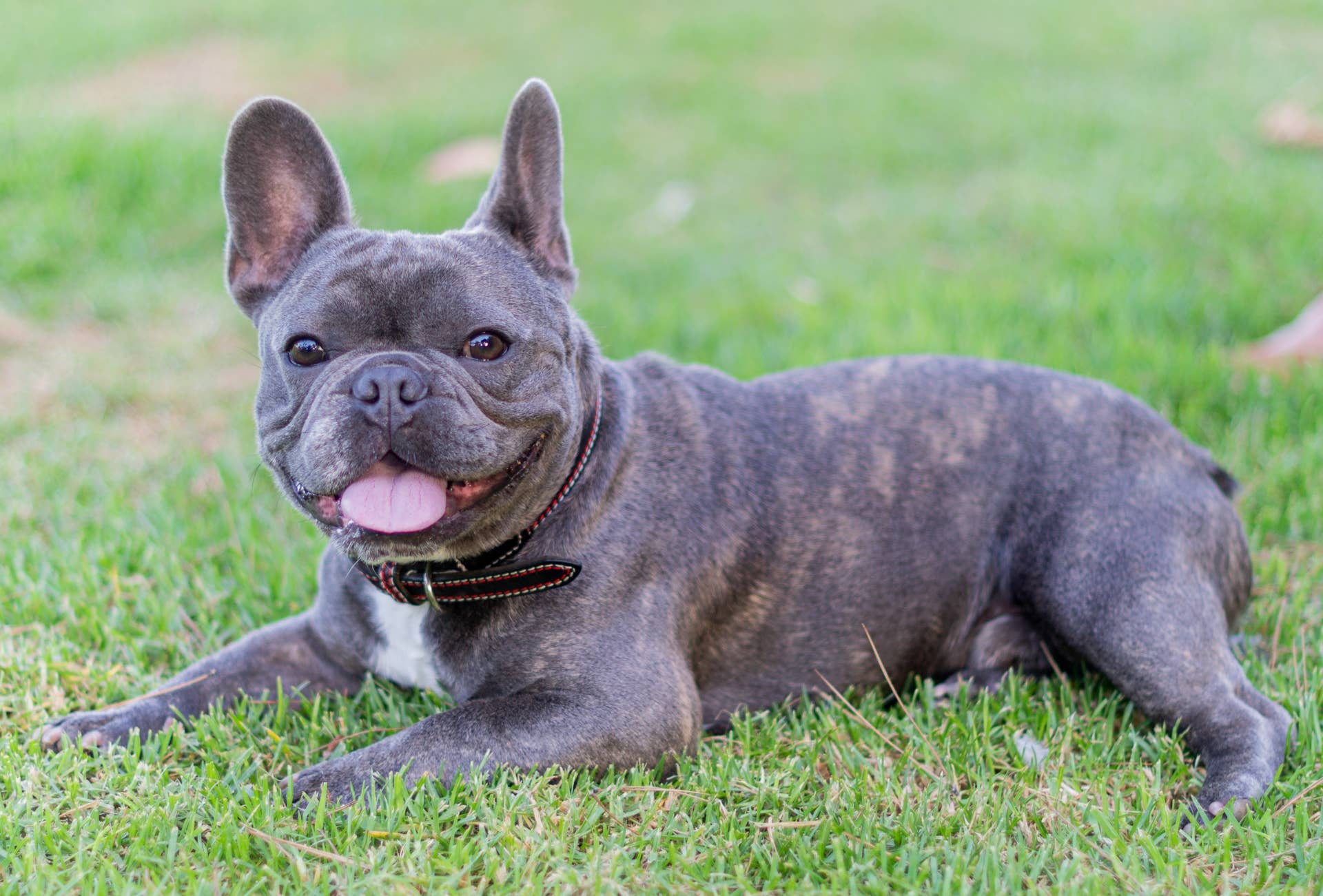 French Bulldog Missing for 2 Years Is Finally Found and the Reunion Is ...