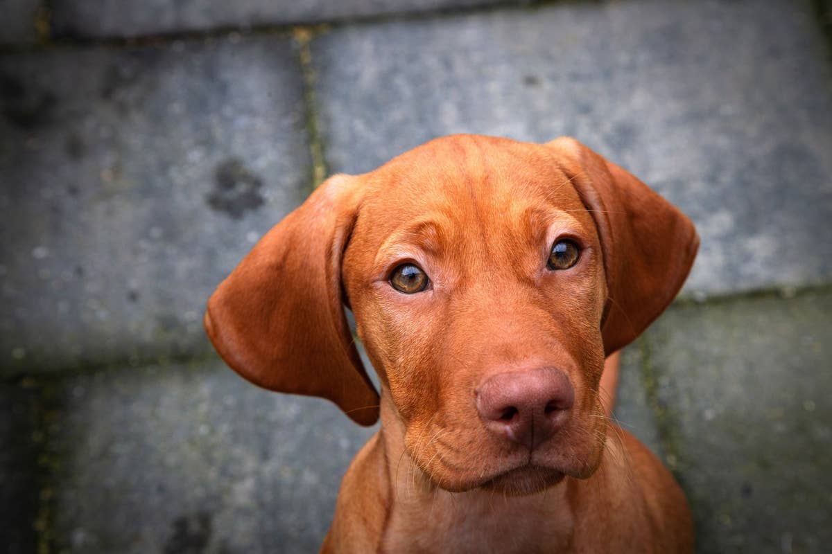 Foster Pup Named 'Egg Roll' Found in Wheelbarrow Has the Sweetest ...