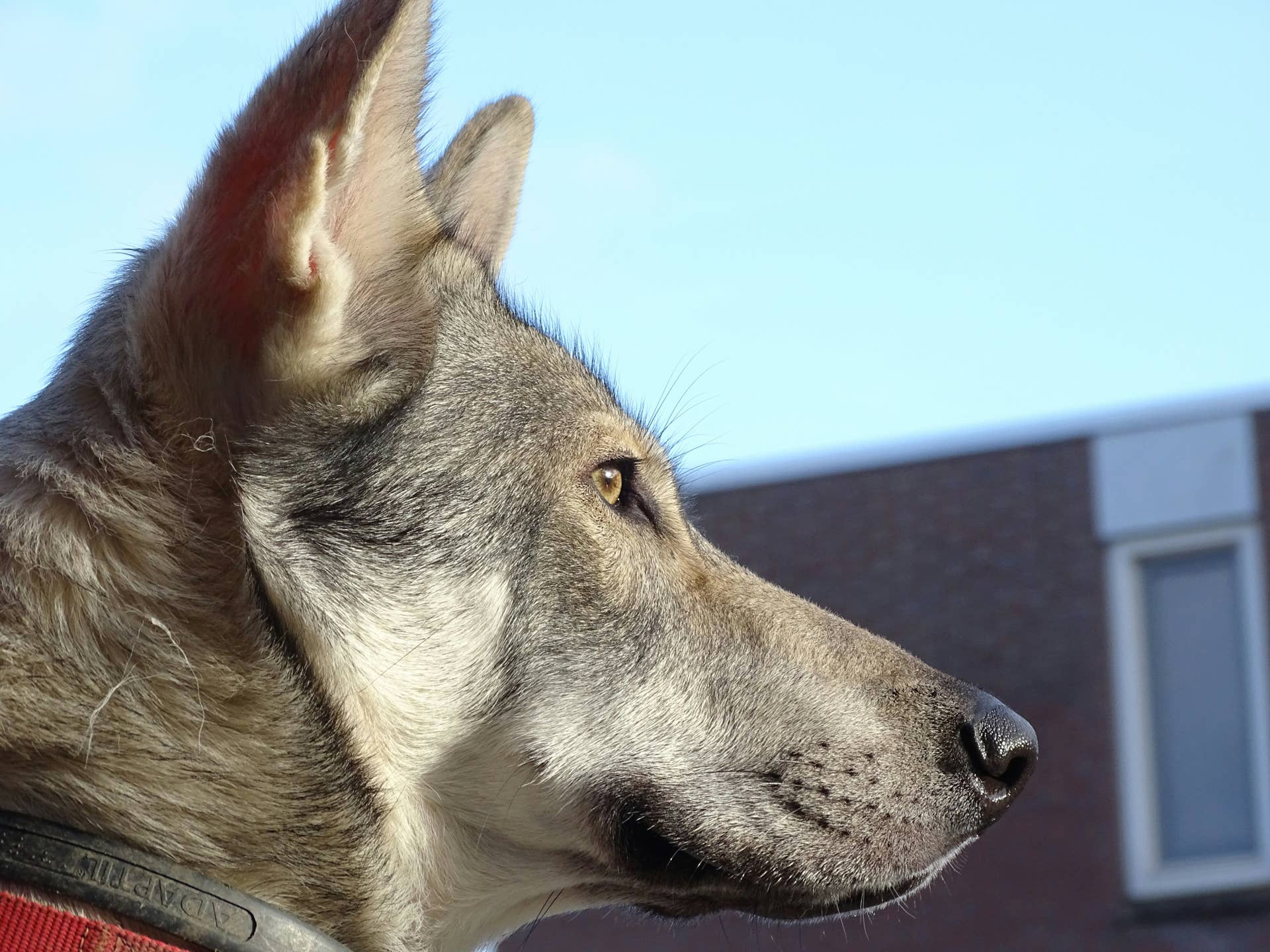 2 Illegally-Bred Hybrid Wolf Puppies Found in Connecticut Sparks Police ...