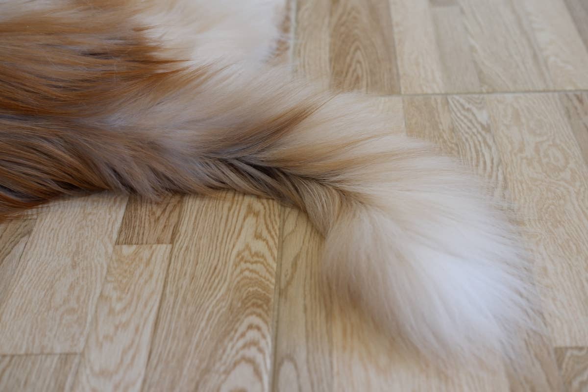 Maine Coon Cat With Rare 'Sand and Sea' Split Tint Looks Like a ...