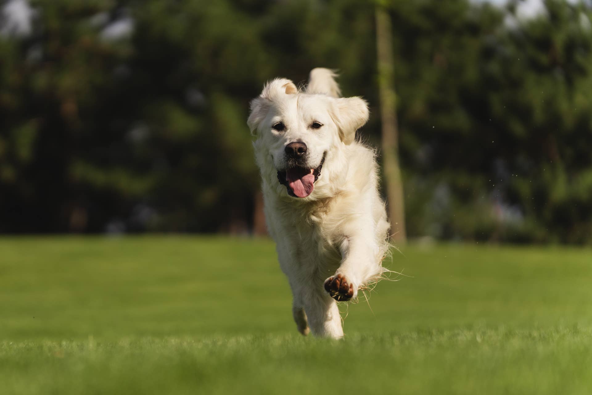 Golden Retriever Has Heartwarming Reunion After 6 Days Lost - Parade Pets