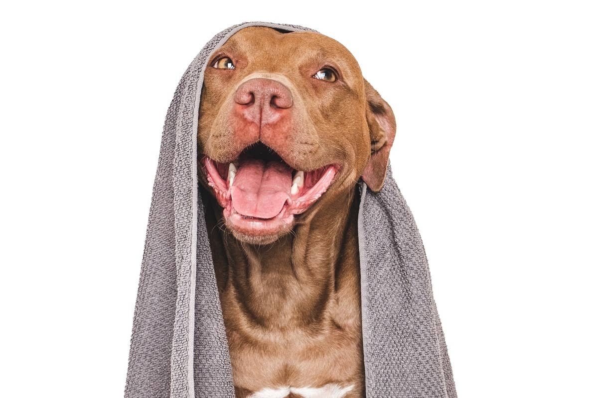 Pit Bull Won’t Get in the Bath Until Her Song Comes On - Parade Pets