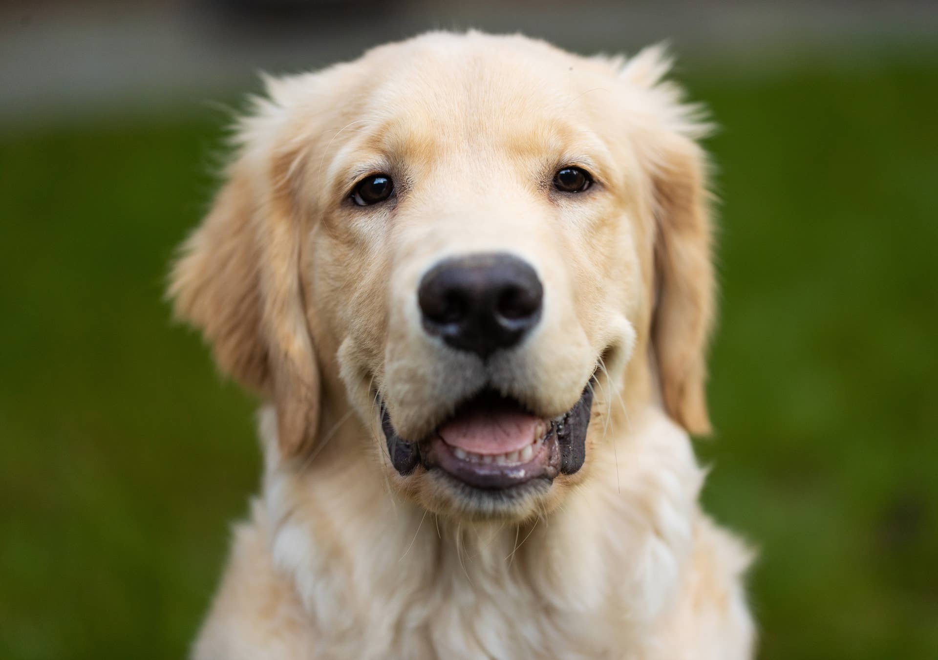 Golden Retriever Finally Gets a Yard of His Own, and We're Not Crying ...