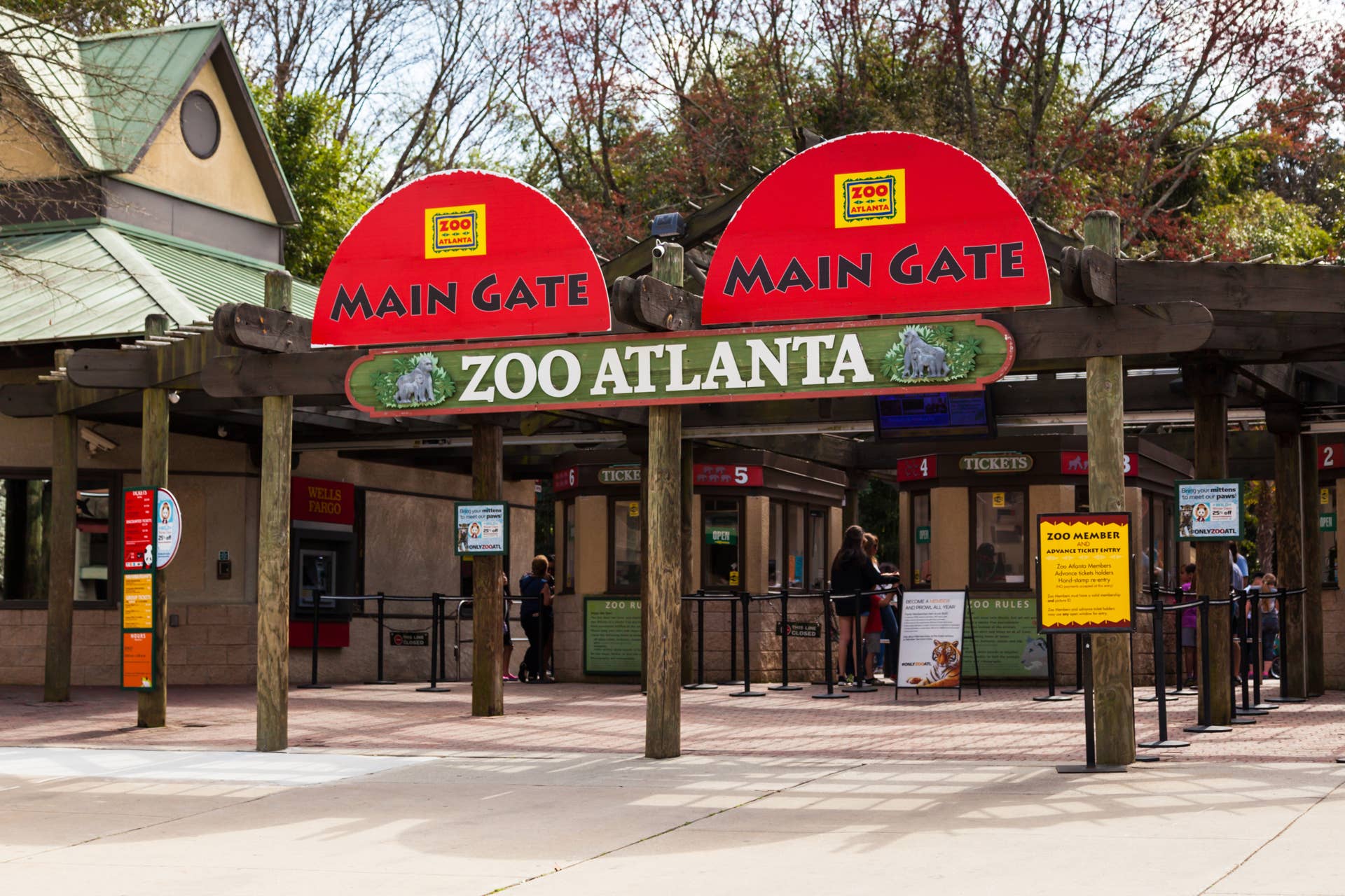 Zoo Atlanta’s Rare New Wild Cat Arrival Is a Must-See - Parade Pets