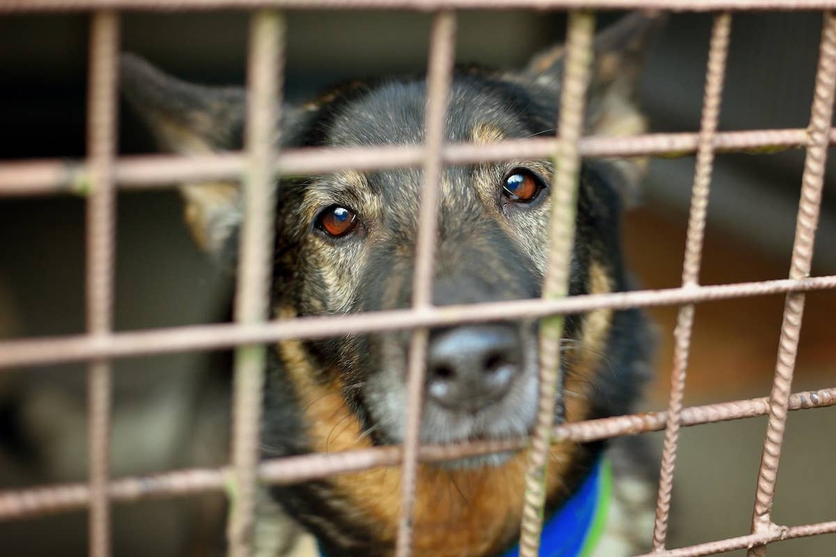 Shelter German Shepherd Begs 'Any Human' To Hold His Paw - Parade Pets