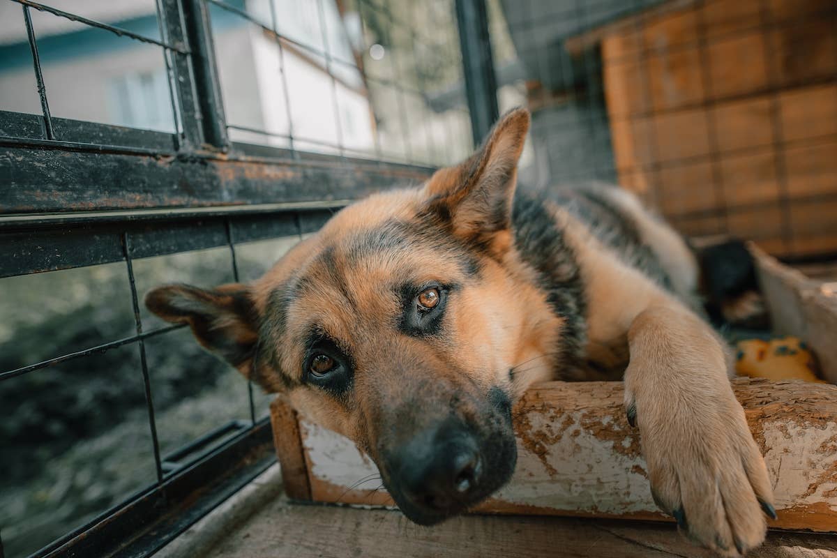 Shelter German Shepherd Begs 'Any Human' To Hold His Paw - Parade Pets