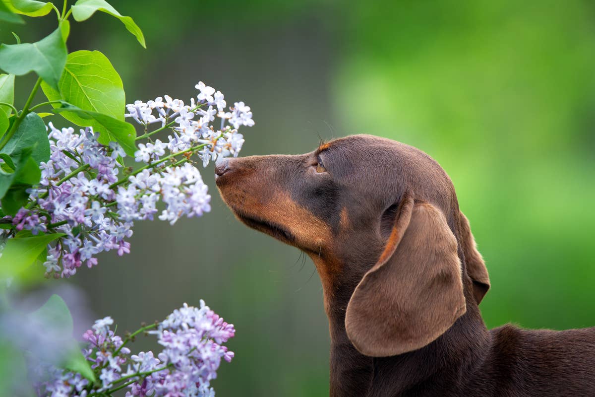 Dachshund Looks Like a Painting in the Middle of a Spring Petal Storm ...