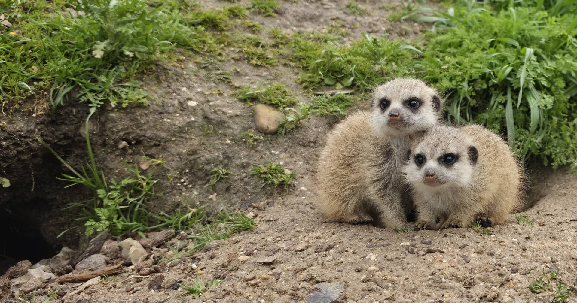 Tiny New Meerkat Pups at UK Zoo Are So Cute, Everybody Wants One ...