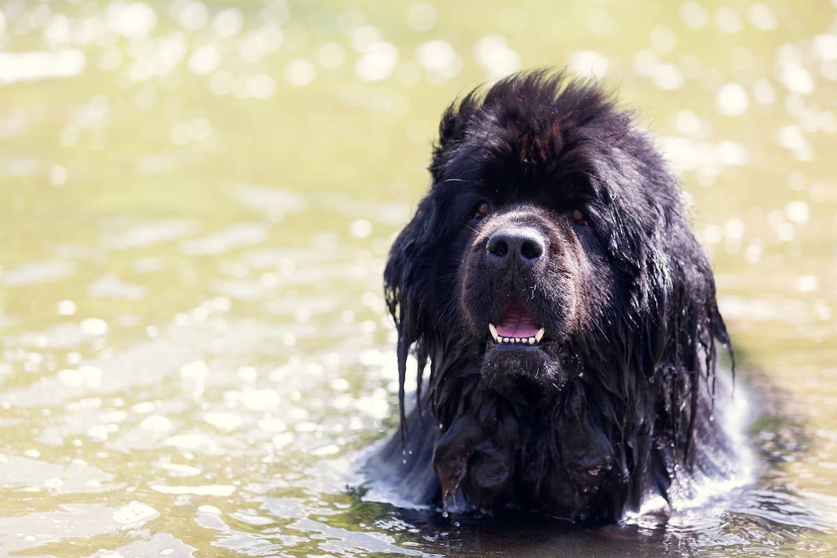 Newfoundland on a ‘Hot Girl Walk’ Has Whole Town Going Wild - Parade Pets
