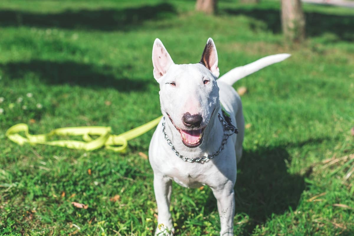 Rescue Bull Terrier Has the Sweetest ‘Broken Heart Nose’ - Parade Pets