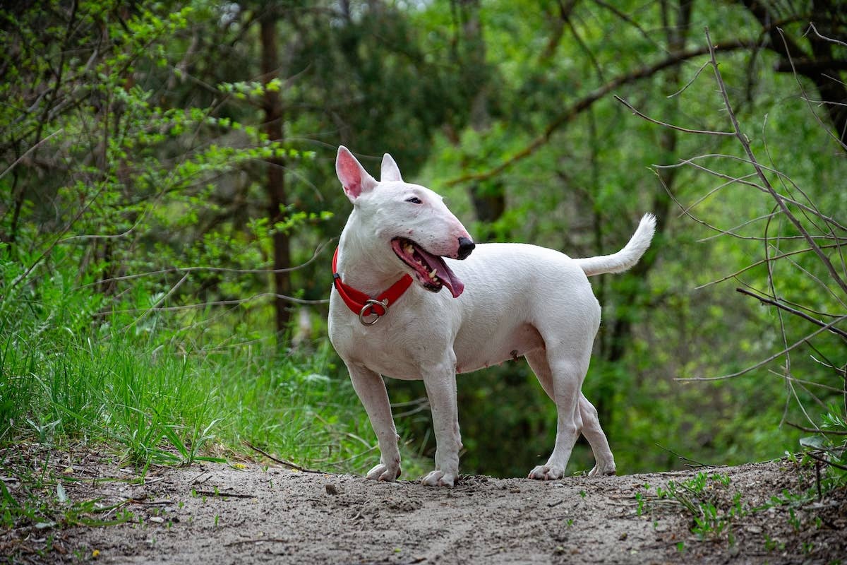 Rescue Bull Terrier Has the Sweetest ‘Broken Heart Nose’ - Parade Pets