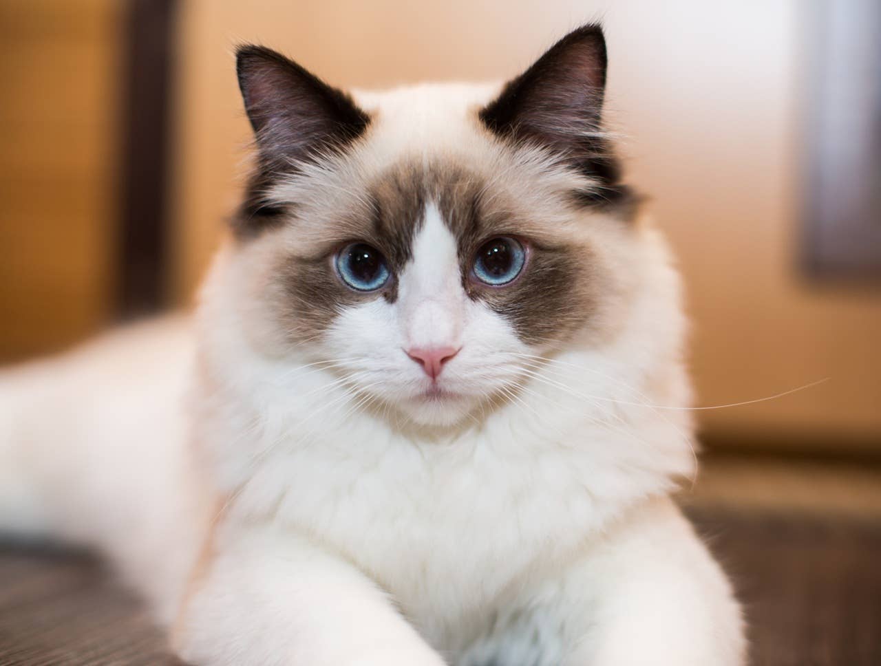 7 Friendly Cat Breeds That Make Sweet, Loving Companions - Parade Pets