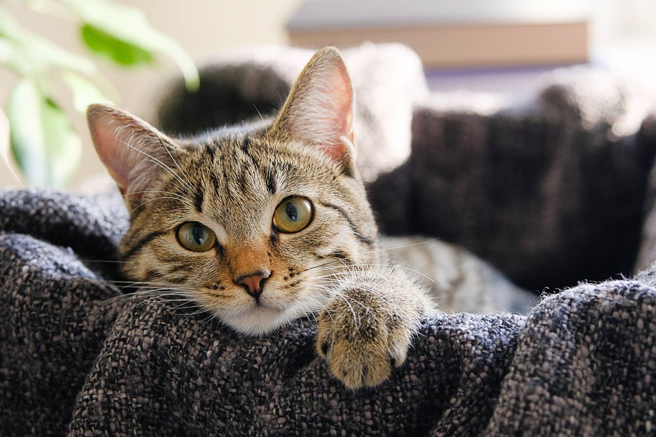 7 Friendly Cat Breeds That Make Sweet, Loving Companions - Parade Pets