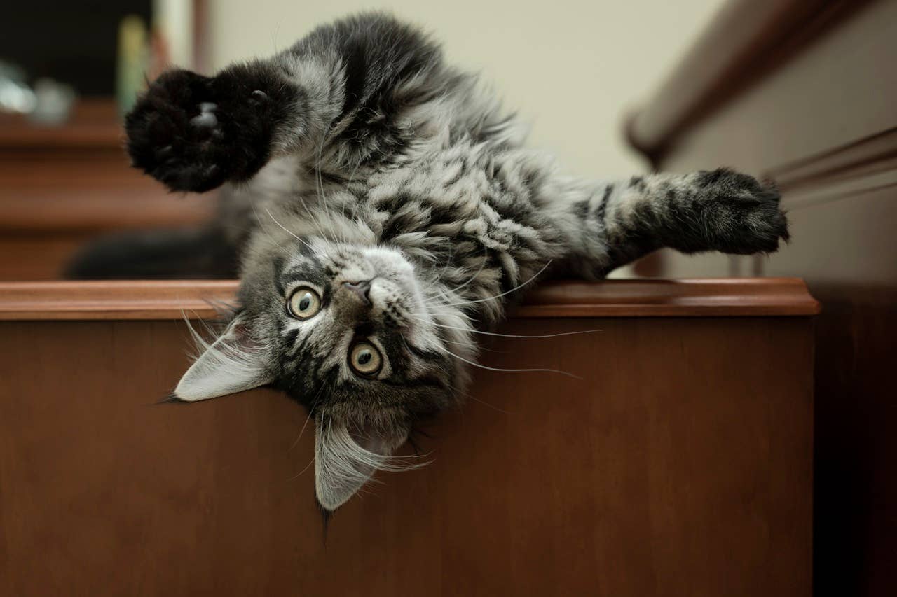7 Weird Things Cats Do When They’re Happy - Parade Pets