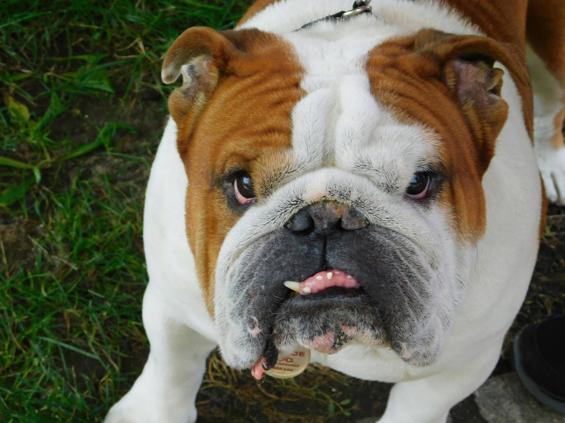 English Bulldog 'Reacting to Gas Prices' With Disgust Is Legit All of ...