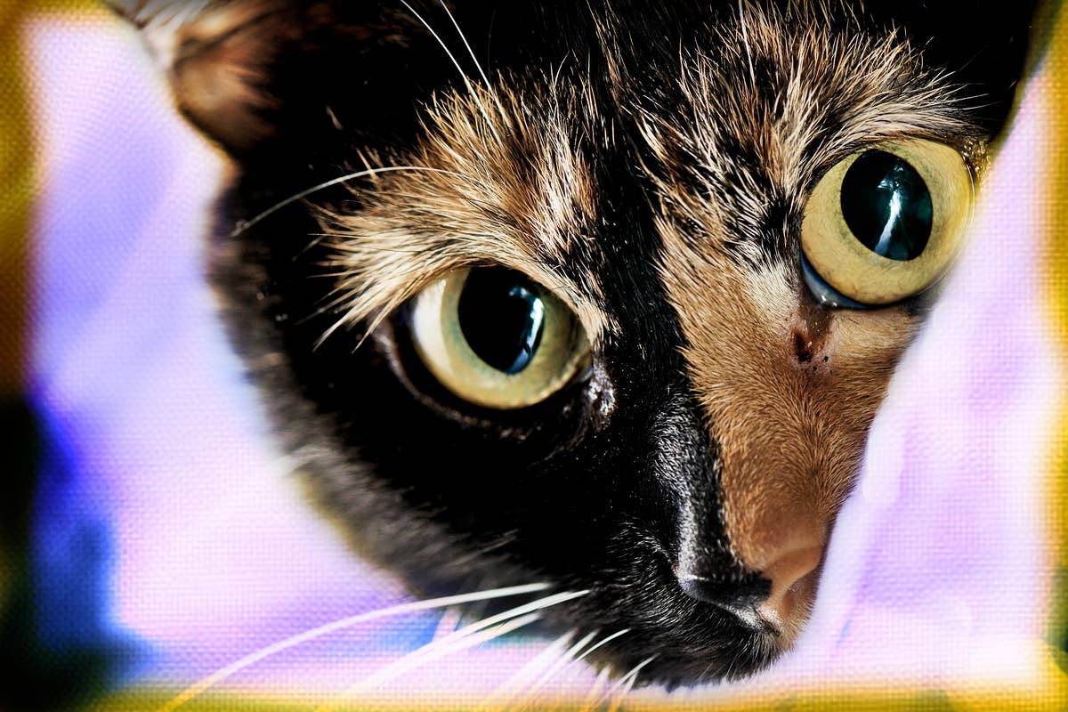 Tortoiseshell Cat - Parade Pets